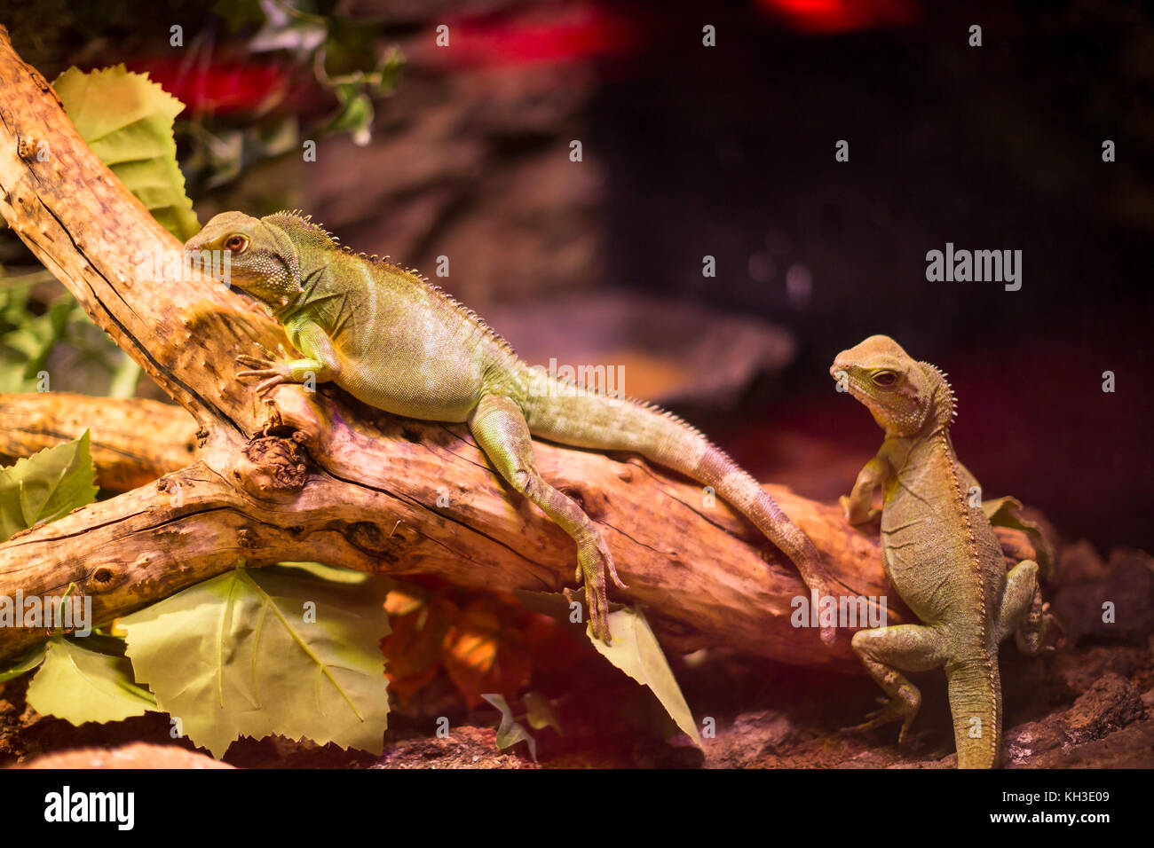 Live wild reptiles lizards shot close-up in nature Stock Photo - Alamy