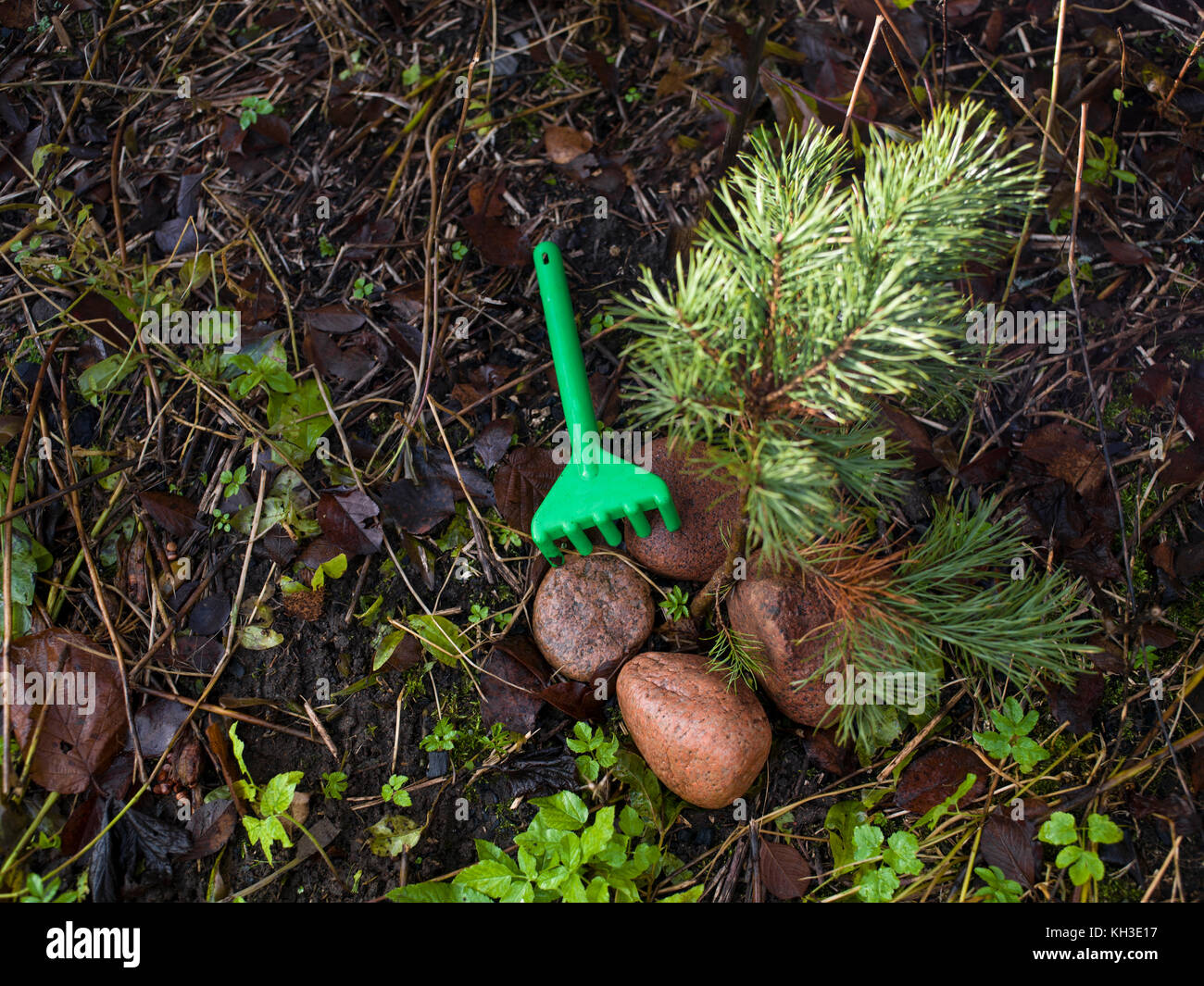 Small rake next to a young pine tree, outdoor closeup Stock Photo - Alamy