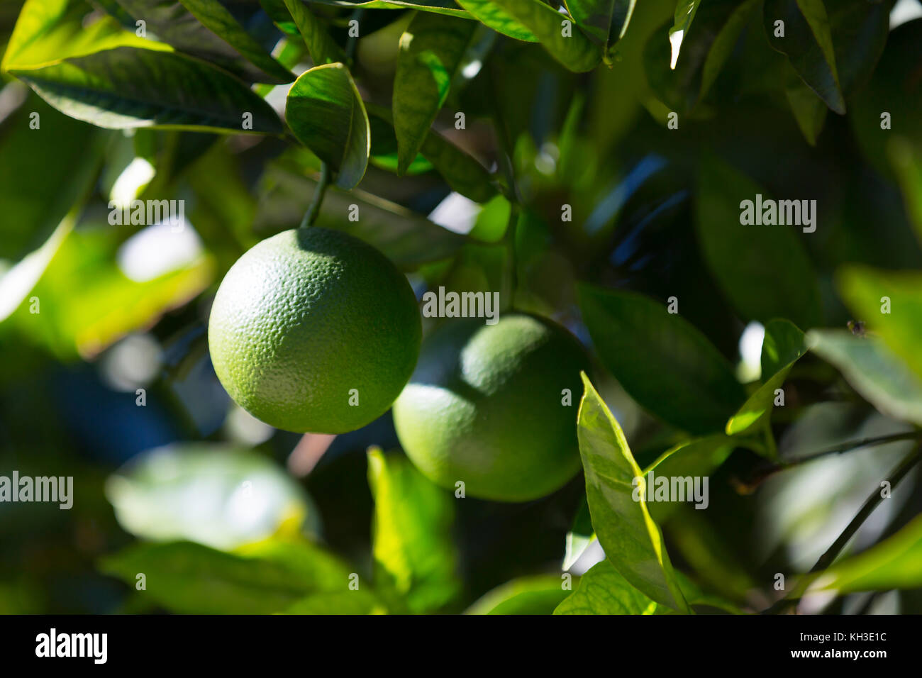 Orange tree with fruits ripen in the garden Stock Photo - Alamy