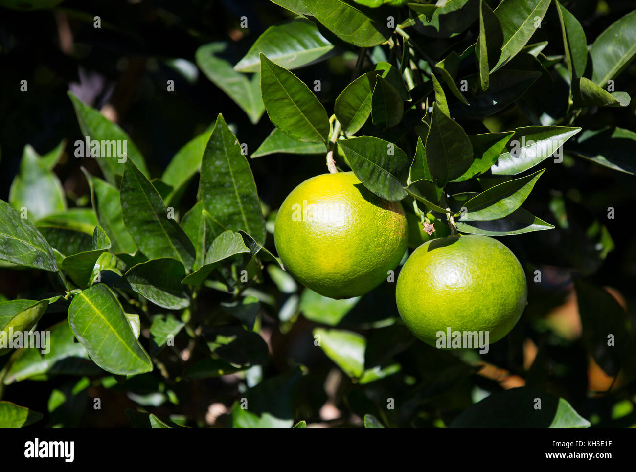 Orange tree with fruits ripen in the garden Stock Photo - Alamy