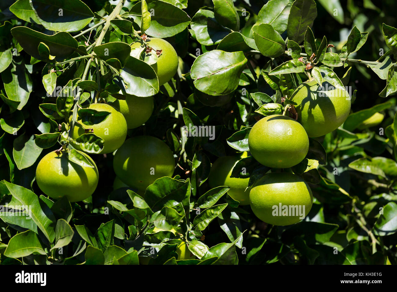 Orange tree with fruits ripen in the garden Stock Photo - Alamy