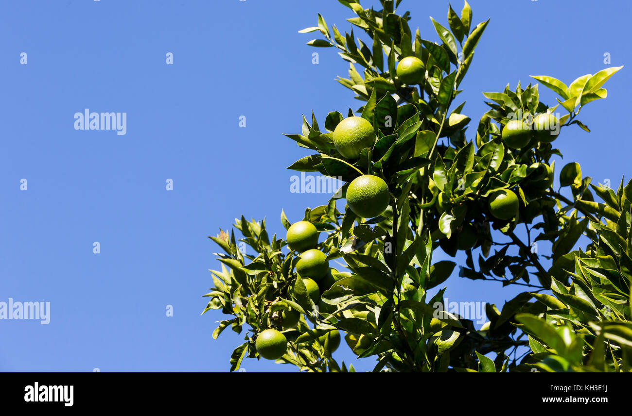 Orange tree with fruits ripen in the garden Stock Photo - Alamy