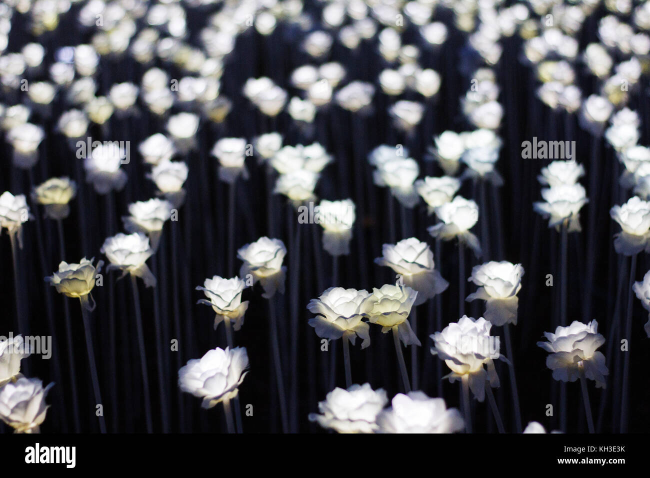 10000 roses cafe hi-res stock photography and images - Alamy