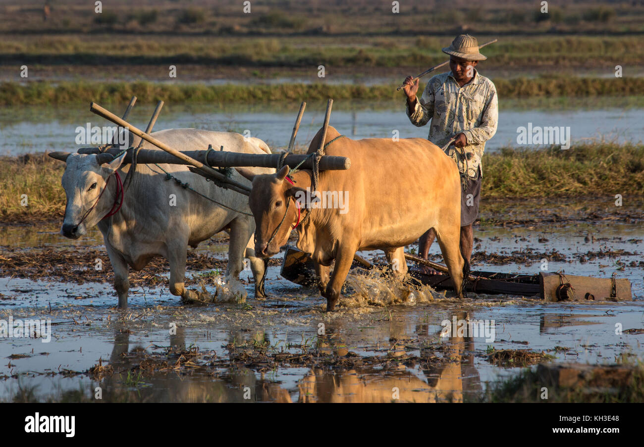 Burmese Agriculture - Hiegu Paddy Fields near Bago in Myanmar (Burma ...