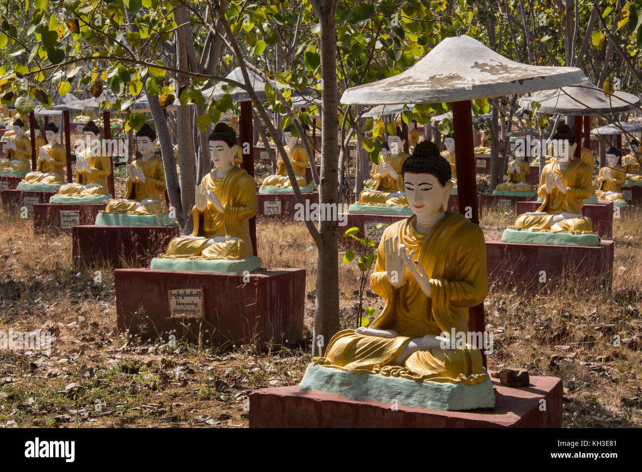 Banyan burma tree hi-res stock photography and images - Alamy