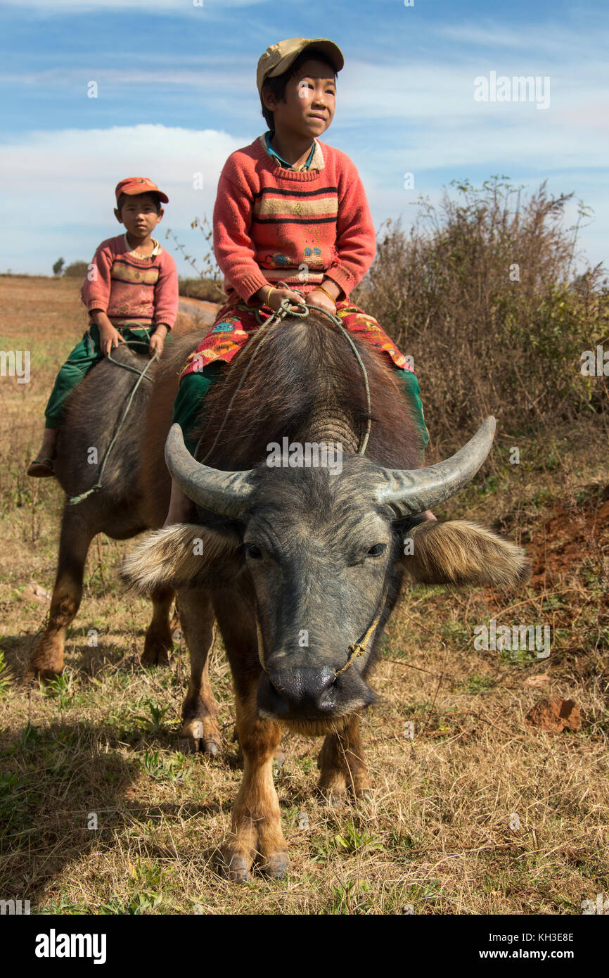 Burmese children on water buffalo in the countryside near Kalaw in ...