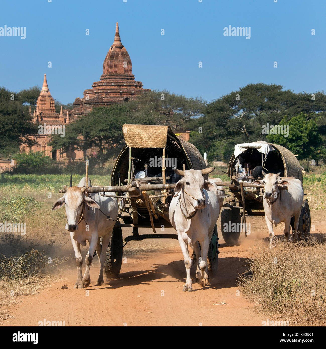 Farmers on the way to market in bullock-drawn carts. Bagan in Myanmar ...