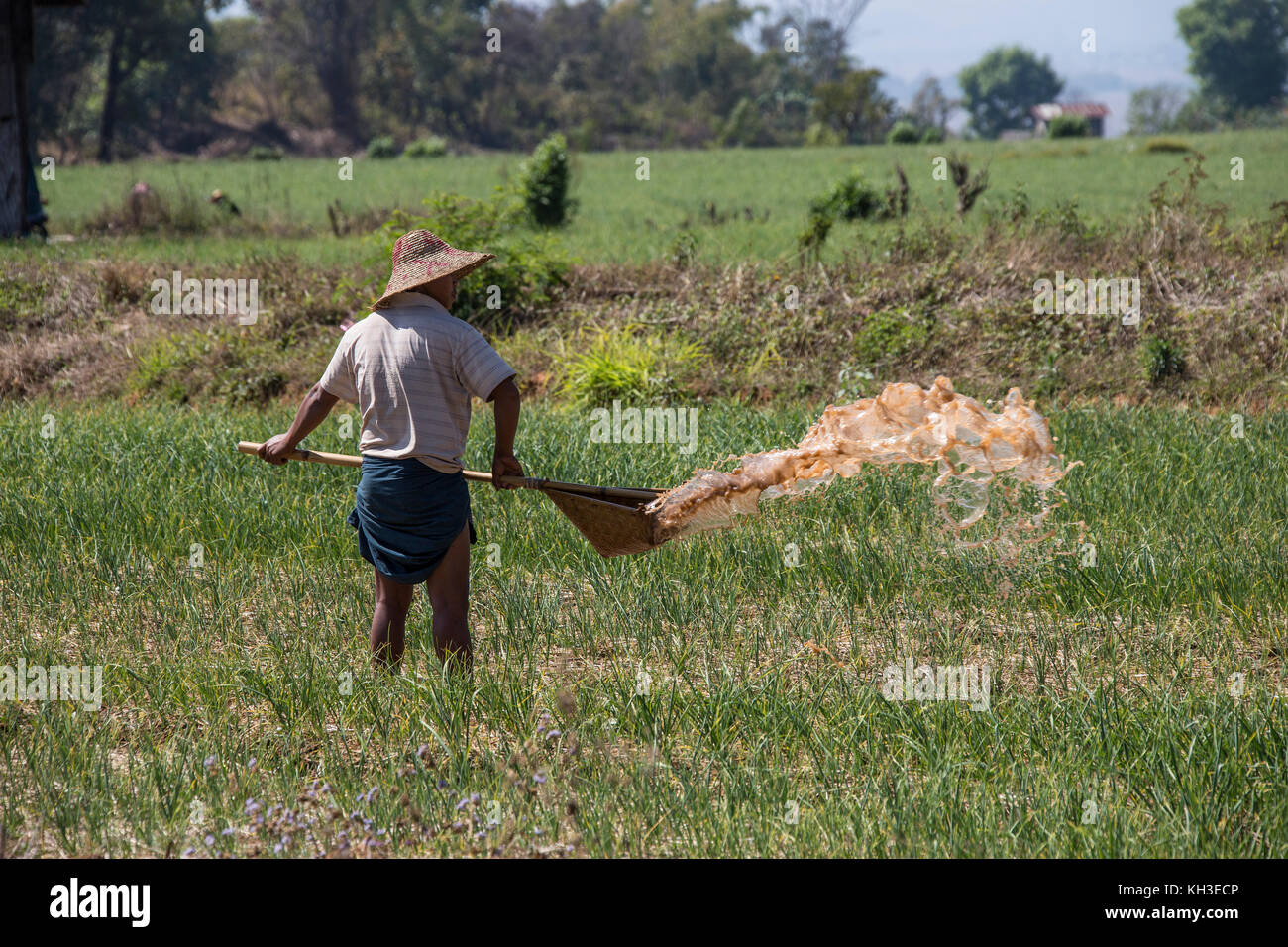 Burmese rice farming hi-res stock photography and images - Alamy
