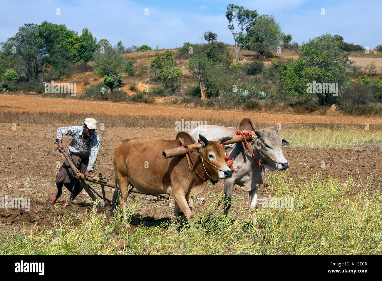 Burmese farmer ploughing his field in the countryside near Kalaw in ...