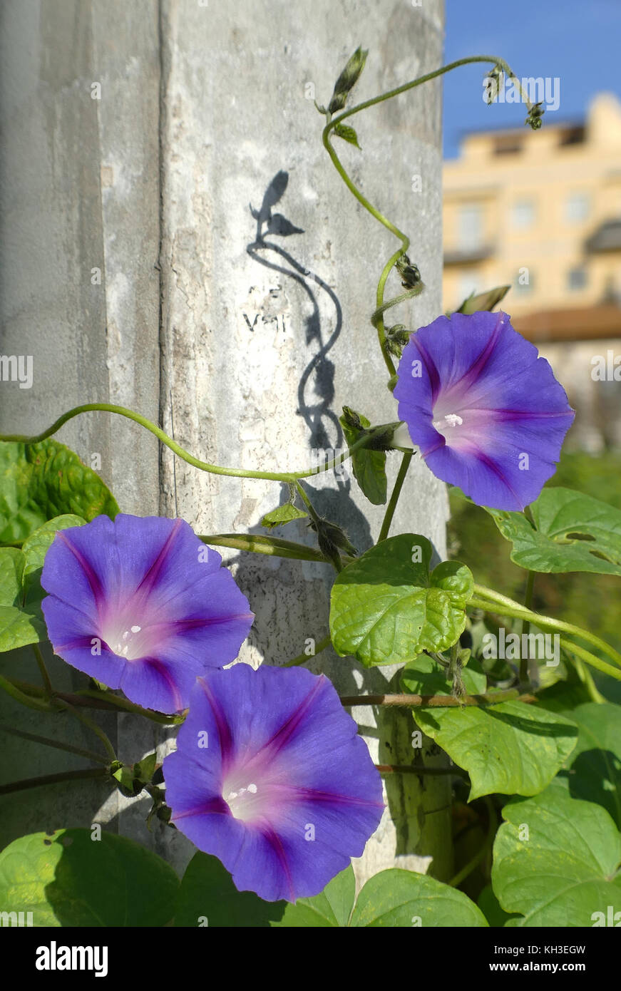 Beach moonflower (Ipomoea violacea) growing near the border of a road ...