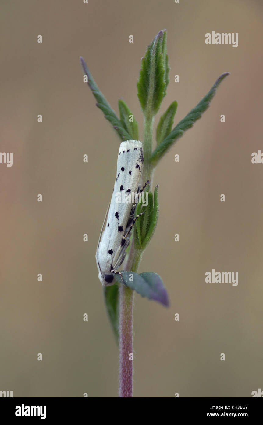 Myelois circumvoluta (a little moth) sleeping in the late afternoon ...