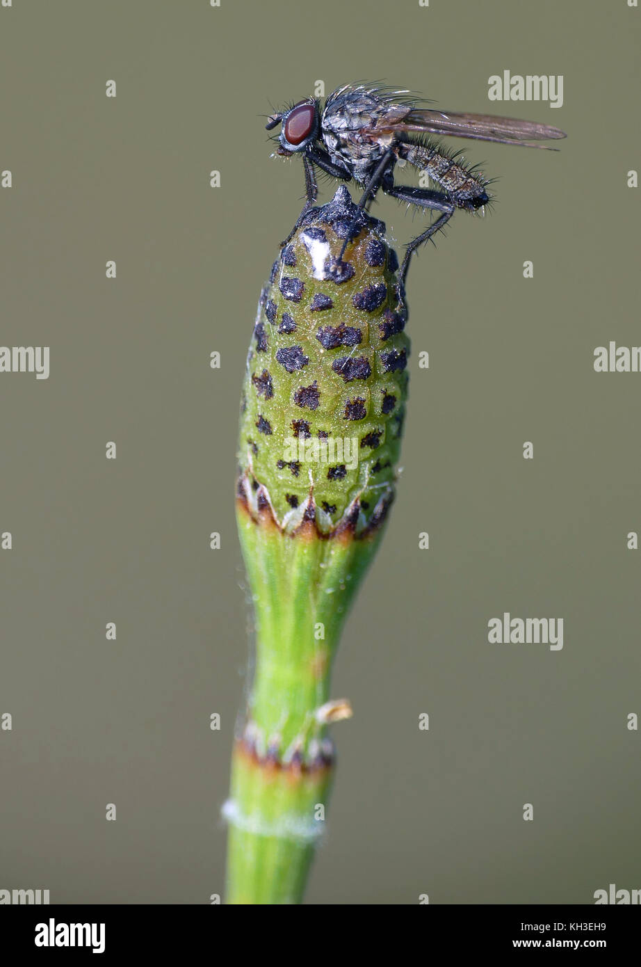 A fly resting on the top of an Equisetum plant Stock Photo - Alamy