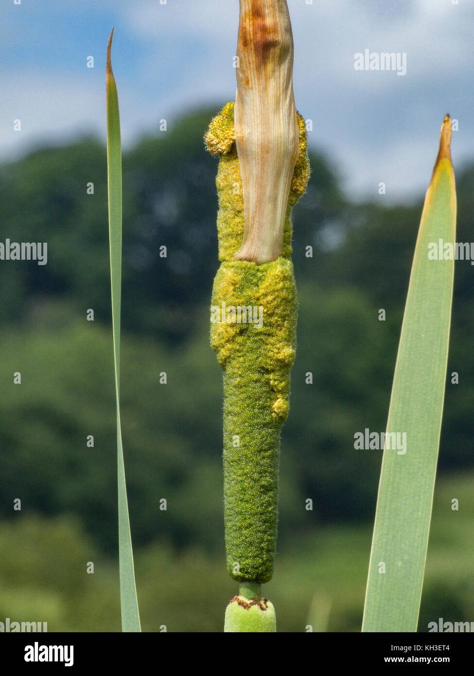 Pollen forming on flower head of Greater Reed-Mace / Cat's-Tail - Typha ...