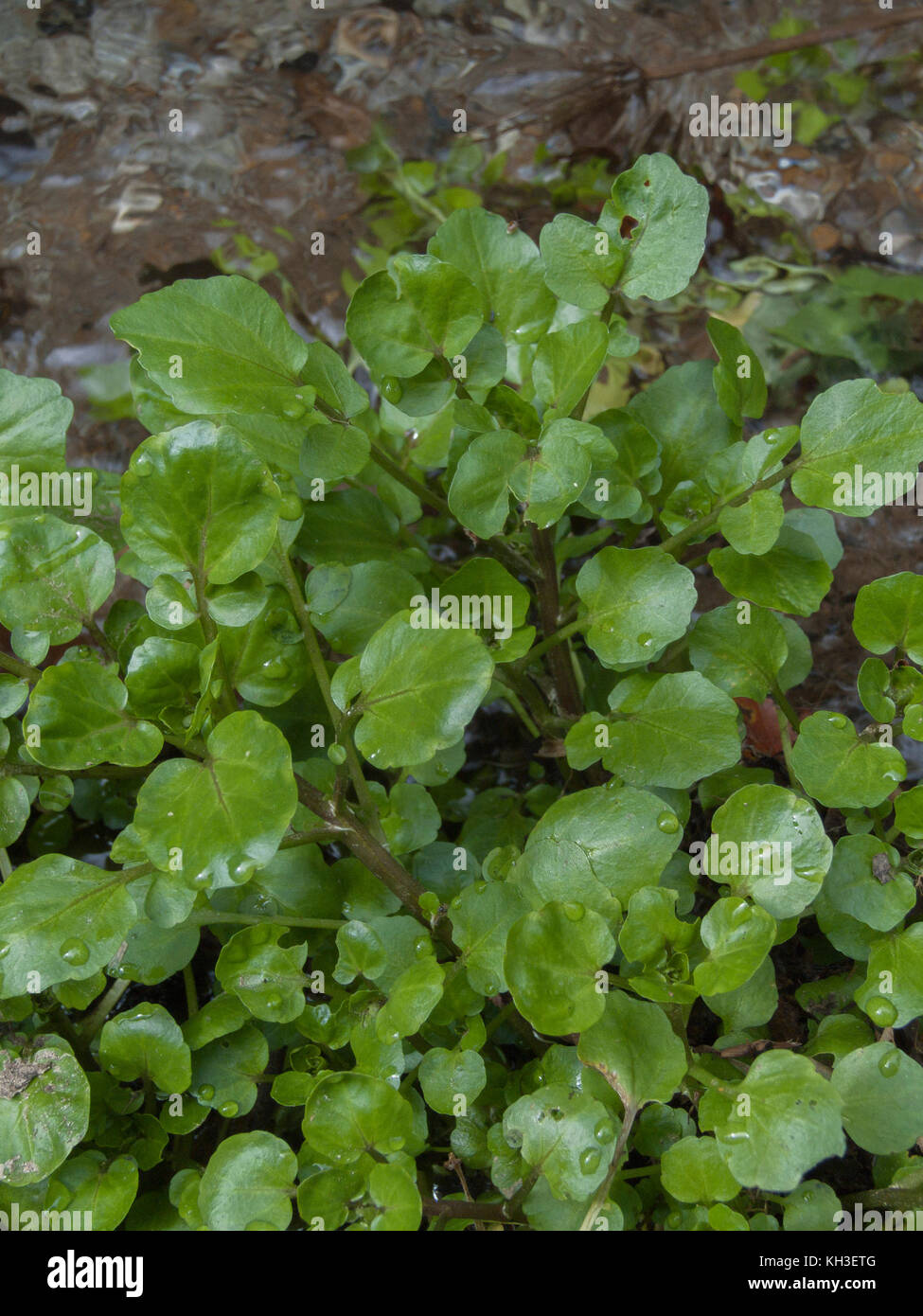 Water-cress / Rorippa nasturtium-aquaticum / Nasturtium aquaticum ...