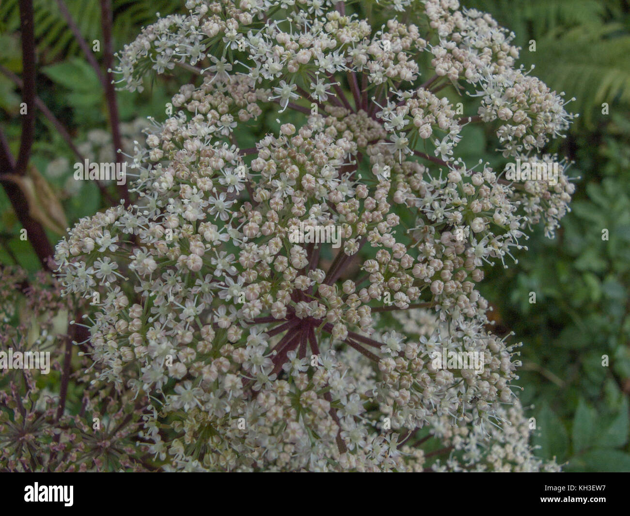 Flowering heads of Wild Angelica / Angelica sylvestris. Medicinal plant ...