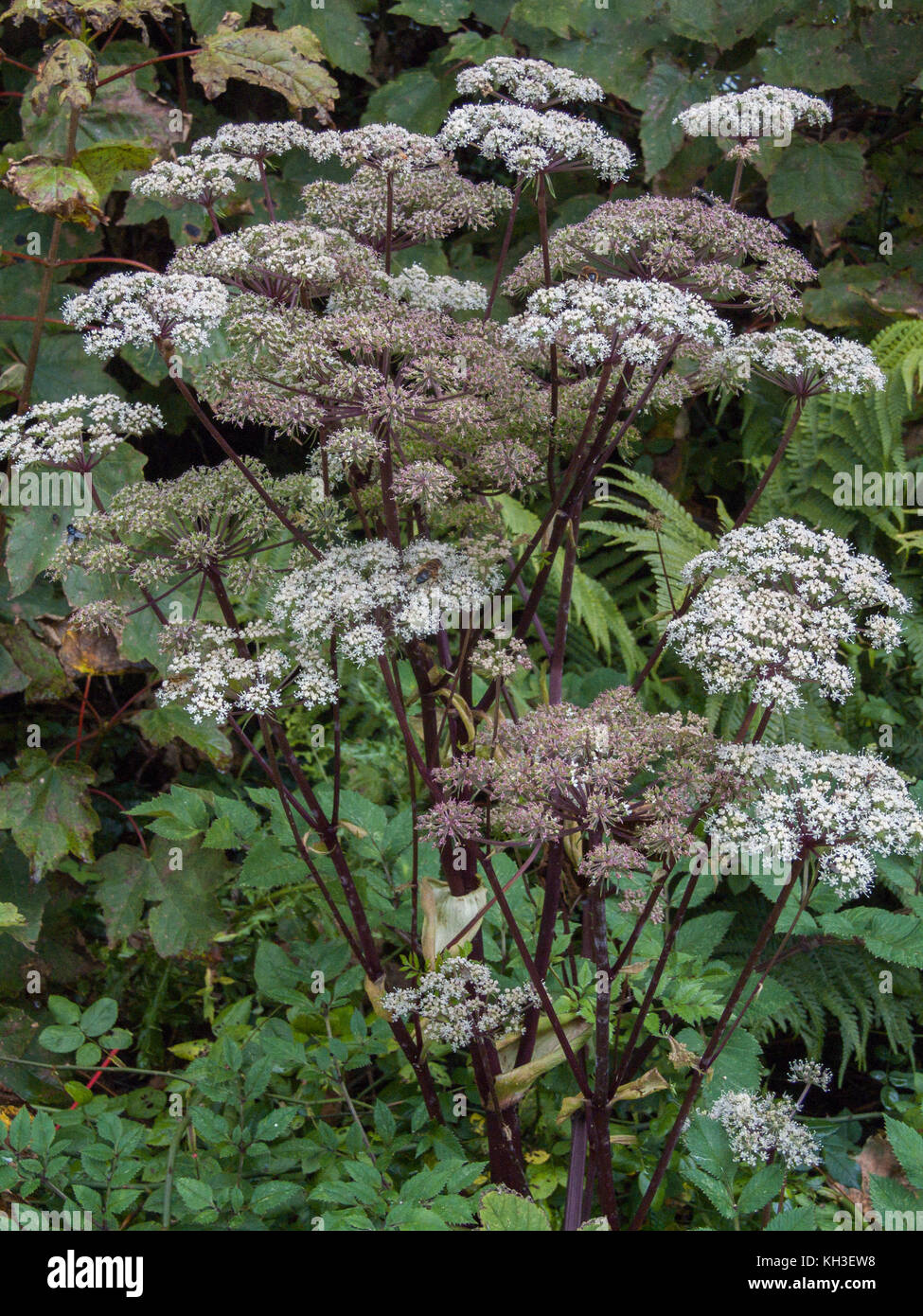 Angelica Plant Uk High Resolution Stock Photography and Images - Alamy