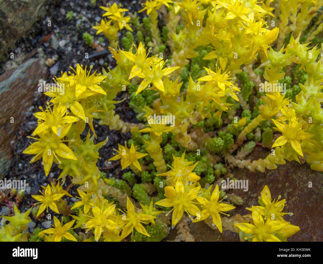 Yellow flowers of Biting Stonecrop / Sedum acre Stock Photo - Alamy