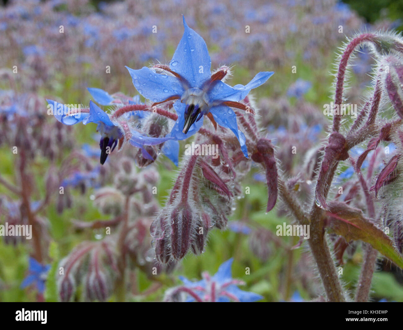 Borage / Borago officinalis flowers and foliage. Borage was an old ...