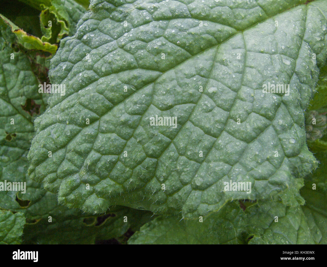 Borage / Borago officinalis flowers and foliage. Borage was an old ...