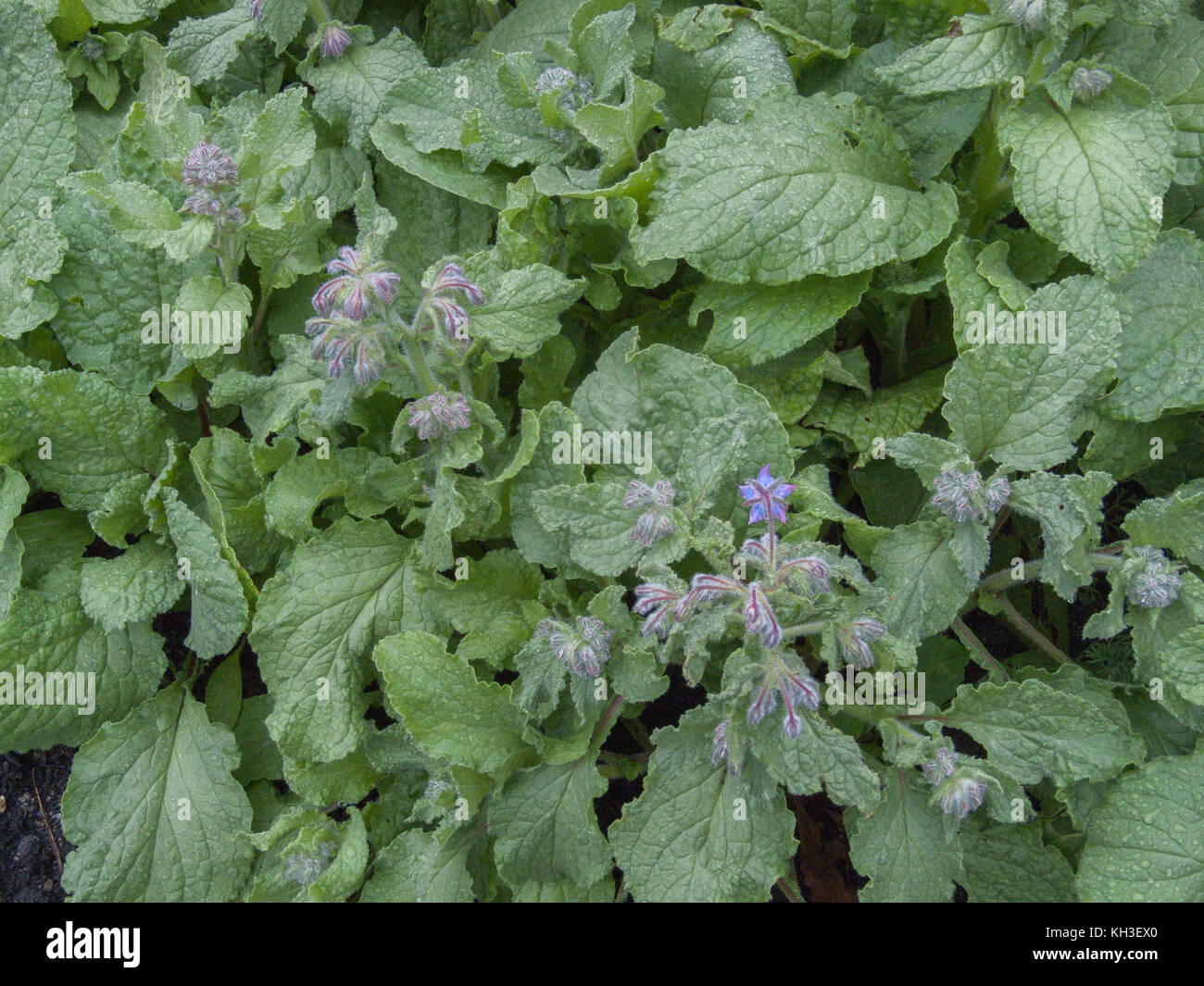 Borage / Borago officinalis flowers and foliage. Borage was an old ...