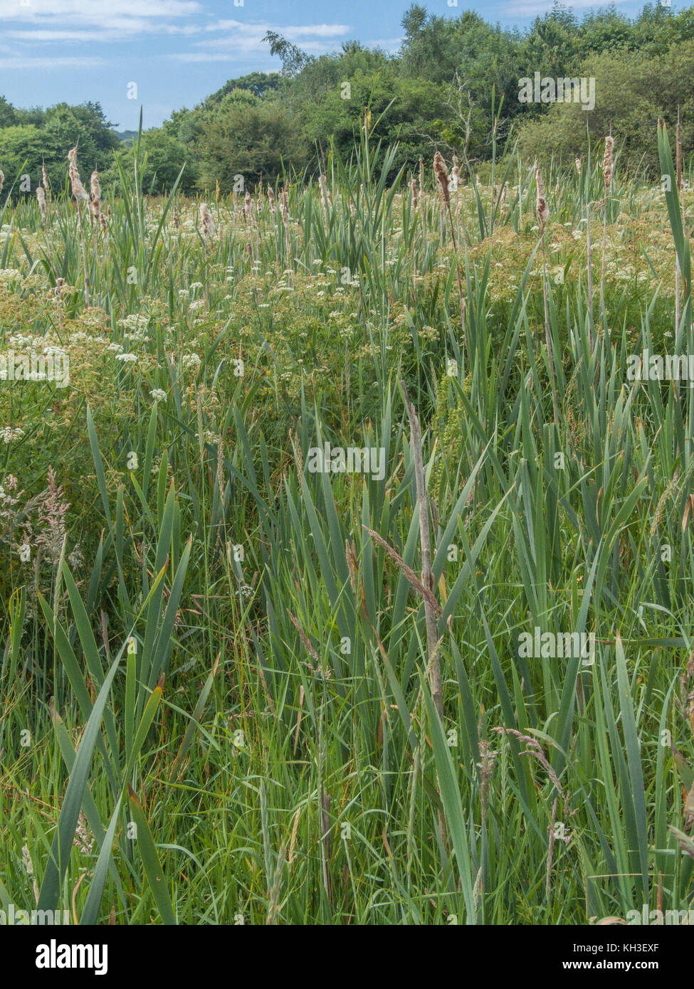 Bed of typha latifolia hi-res stock photography and images - Alamy