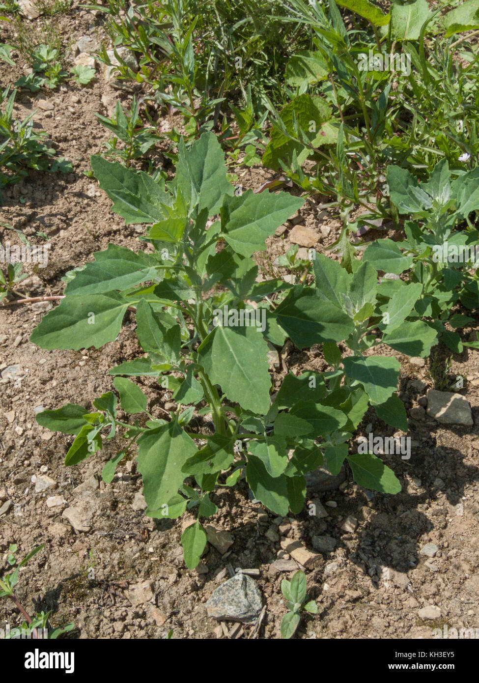 Foliage leaves of Fat-Hen, White Goosefoot / Chenopodium album - an ...