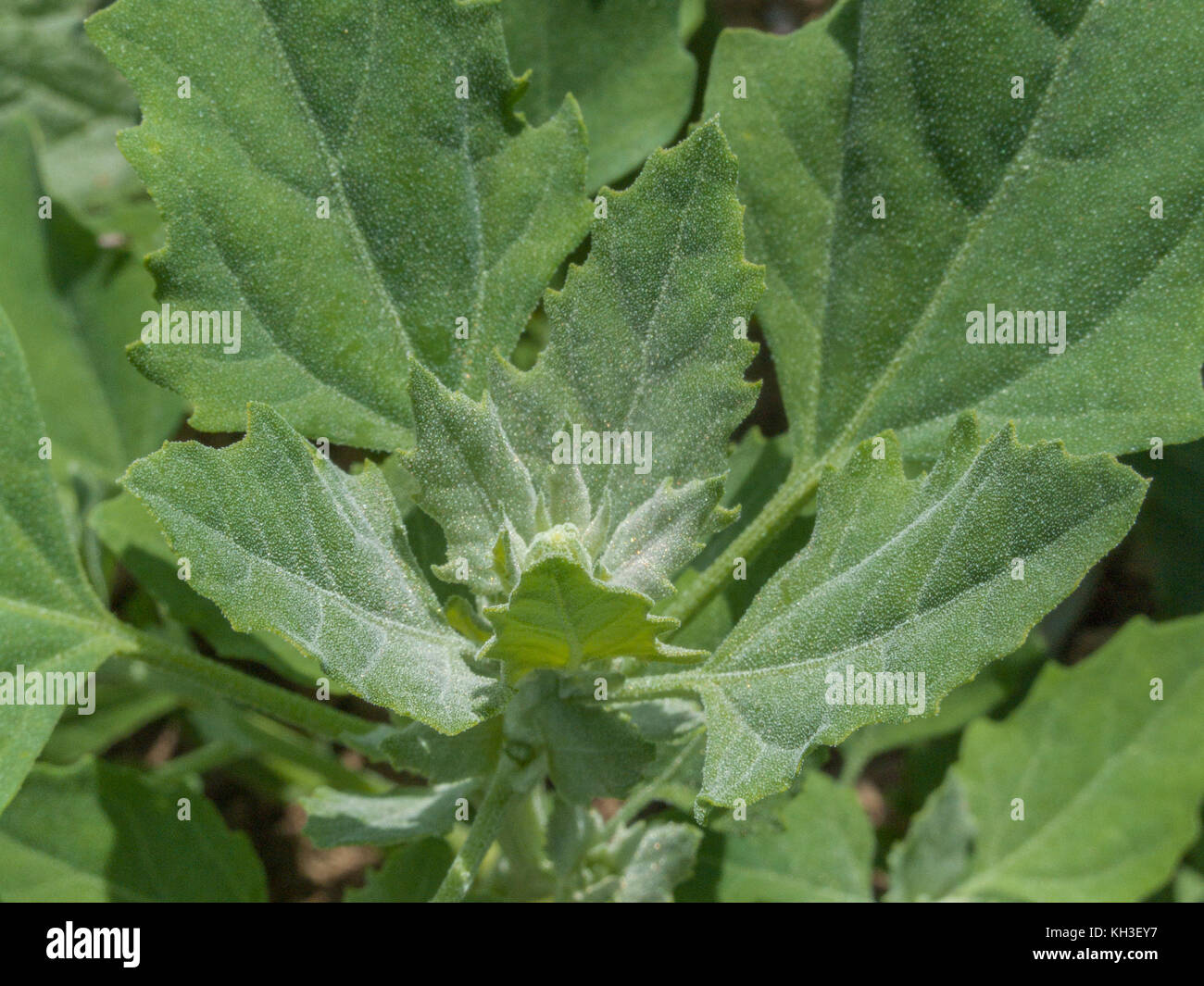 Fat Hen Weed Stock Photos & Fat Hen Weed Stock Images - Alamy