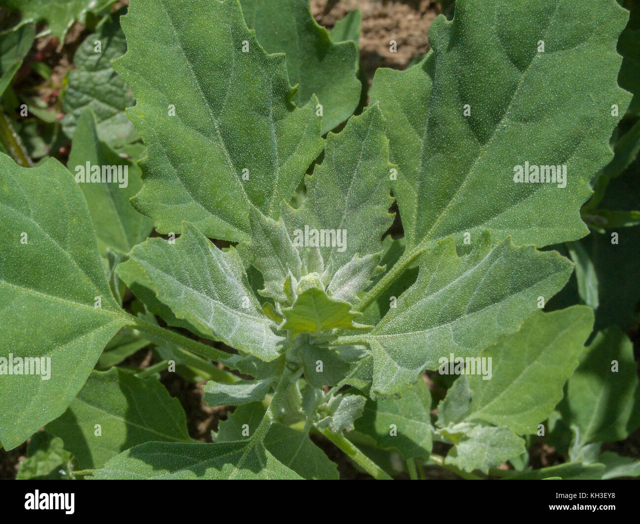 Chenopodium Goosefoot