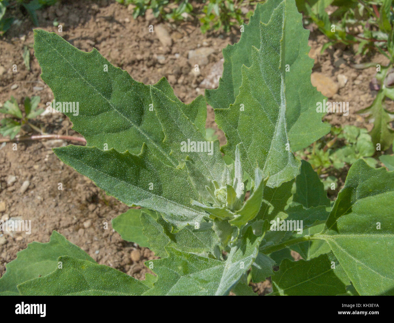 Foliage leaves of Fat-Hen, White Goosefoot / Chenopodium album - an ...