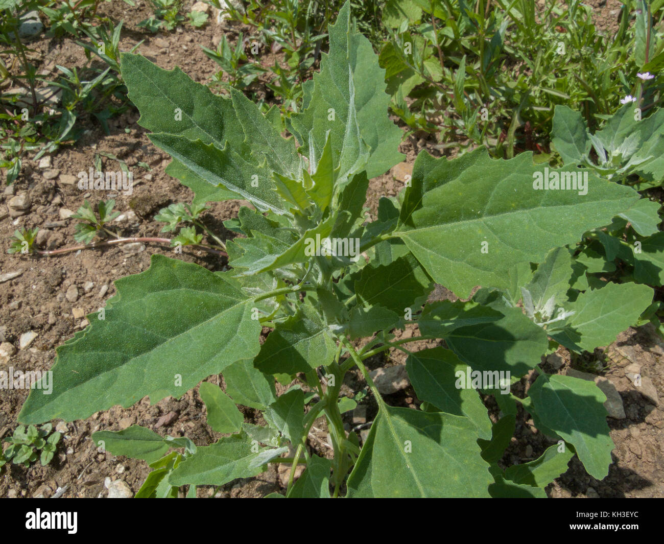 Foliage leaves of Fat-Hen, White Goosefoot / Chenopodium album - an ...