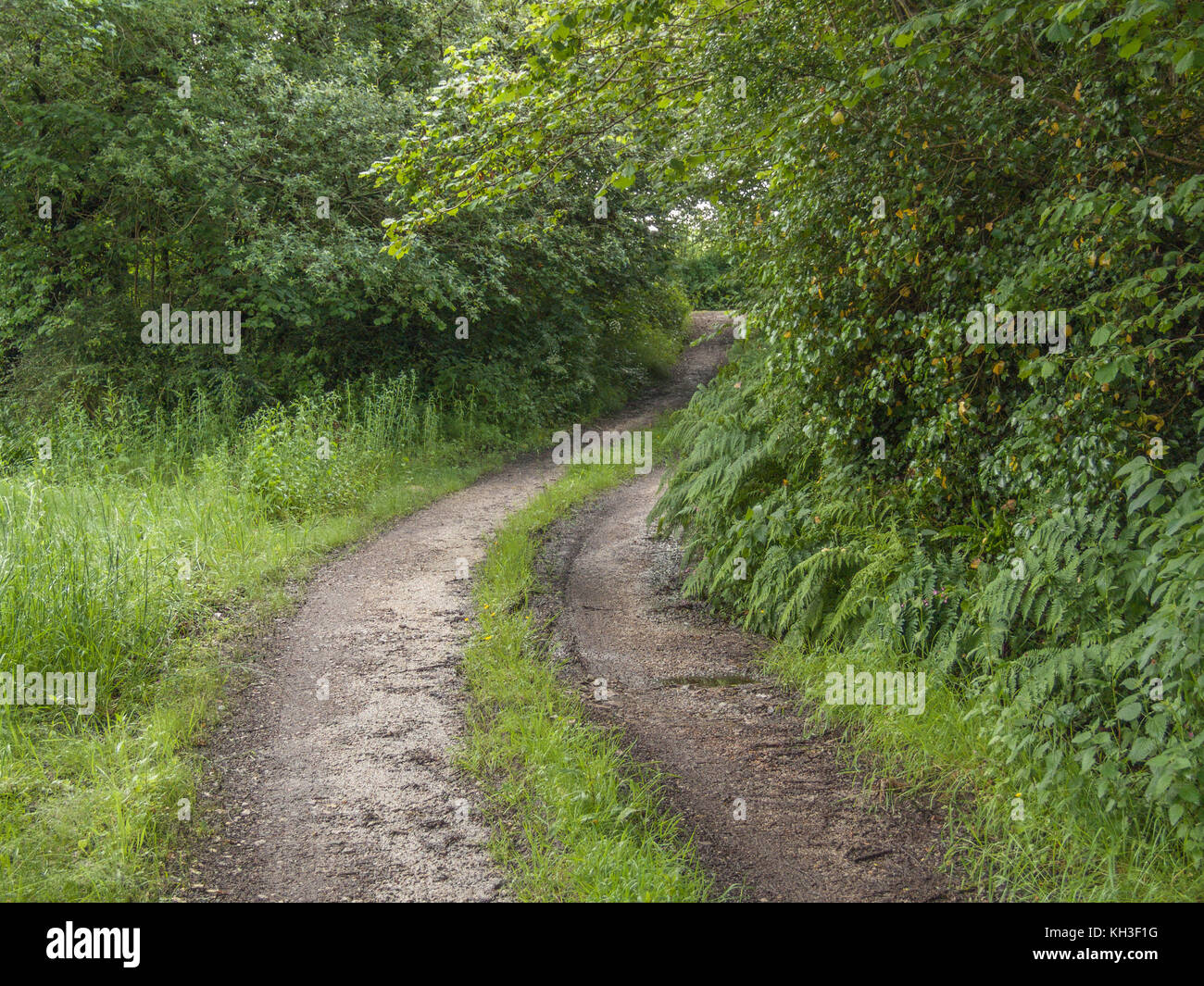 Small country farm track. Metaphor 'On Track', bumpy road, rough track ...