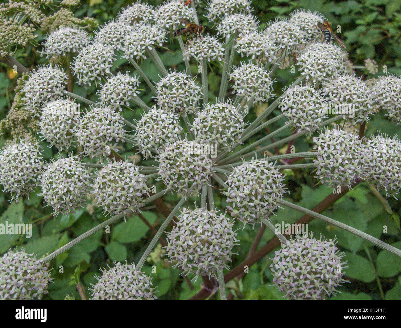 Umbellifer family hi-res stock photography and images - Alamy