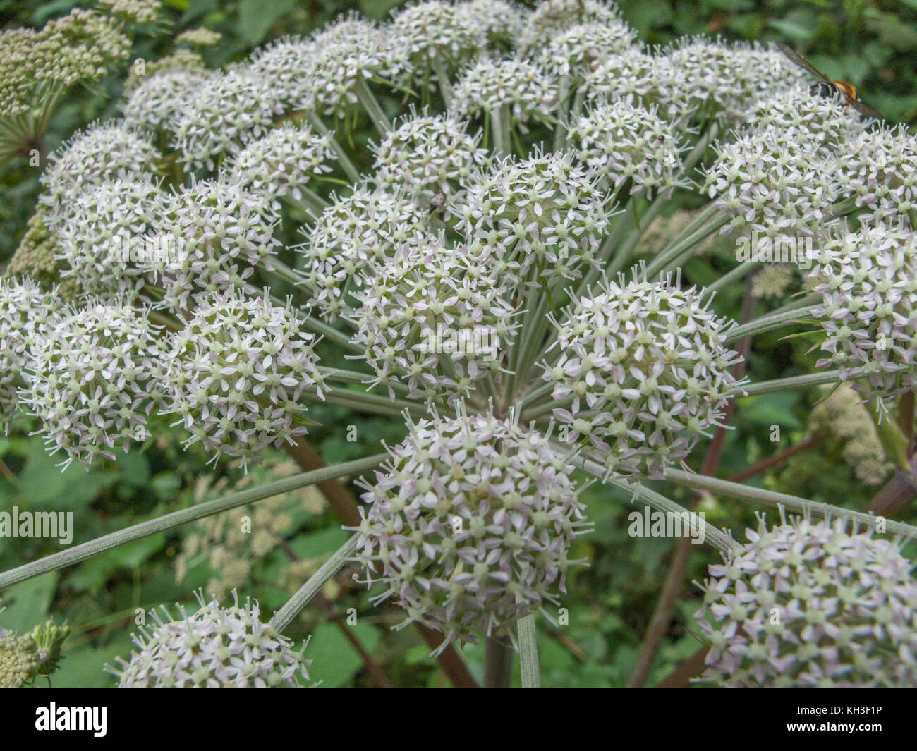 Example of flowering head of a member of the Umbellifer family - though ...
