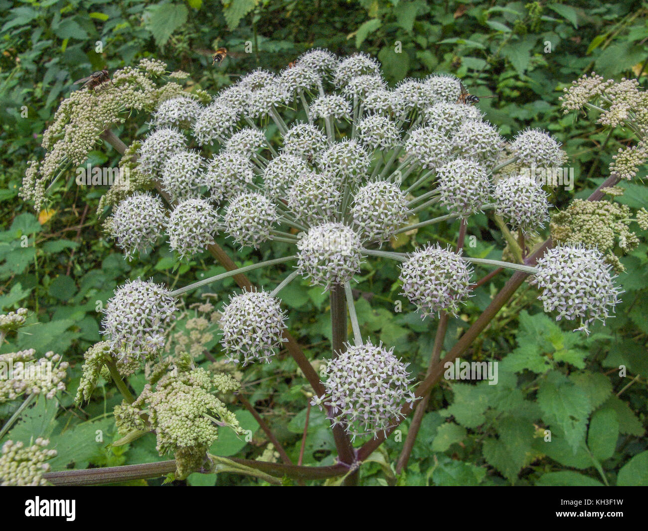 Ubellifer flowers hi-res stock photography and images - Alamy