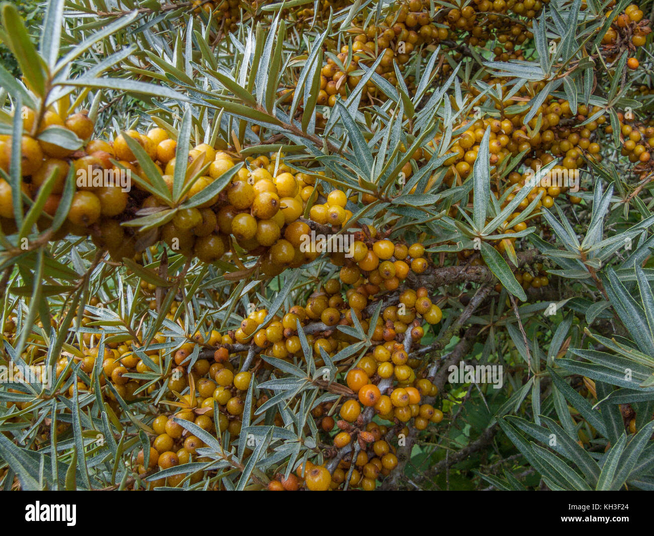 Orange-yellow berries of the Sea Buckthorn / Hippophae rhamnoides ...