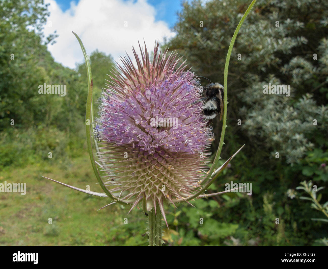 Flowering head of Teasel / Dipsacus fullonem. Former medicinal plant ...