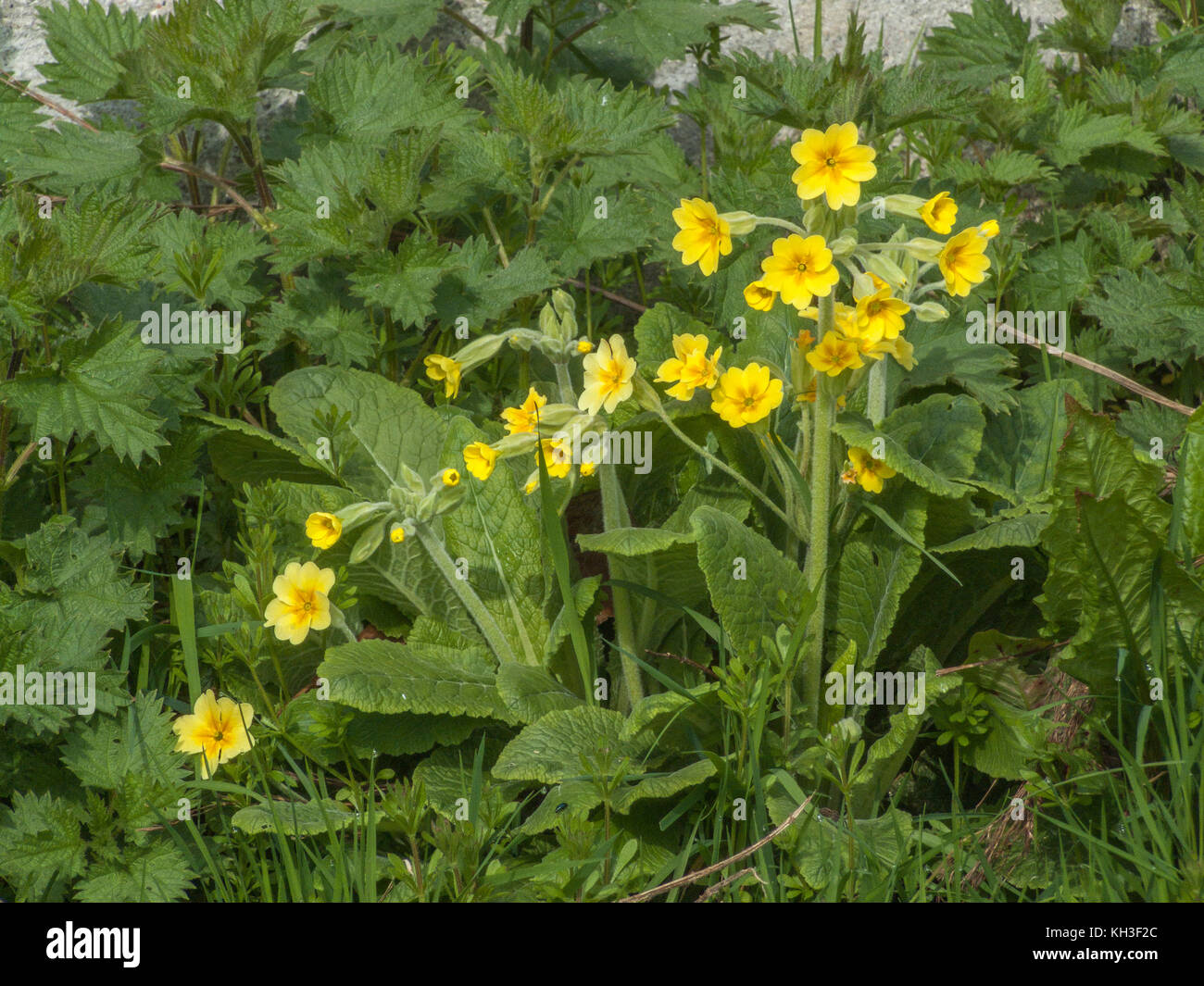 Bright yellow flowers of the Cowslip / Primula veris which is related ...