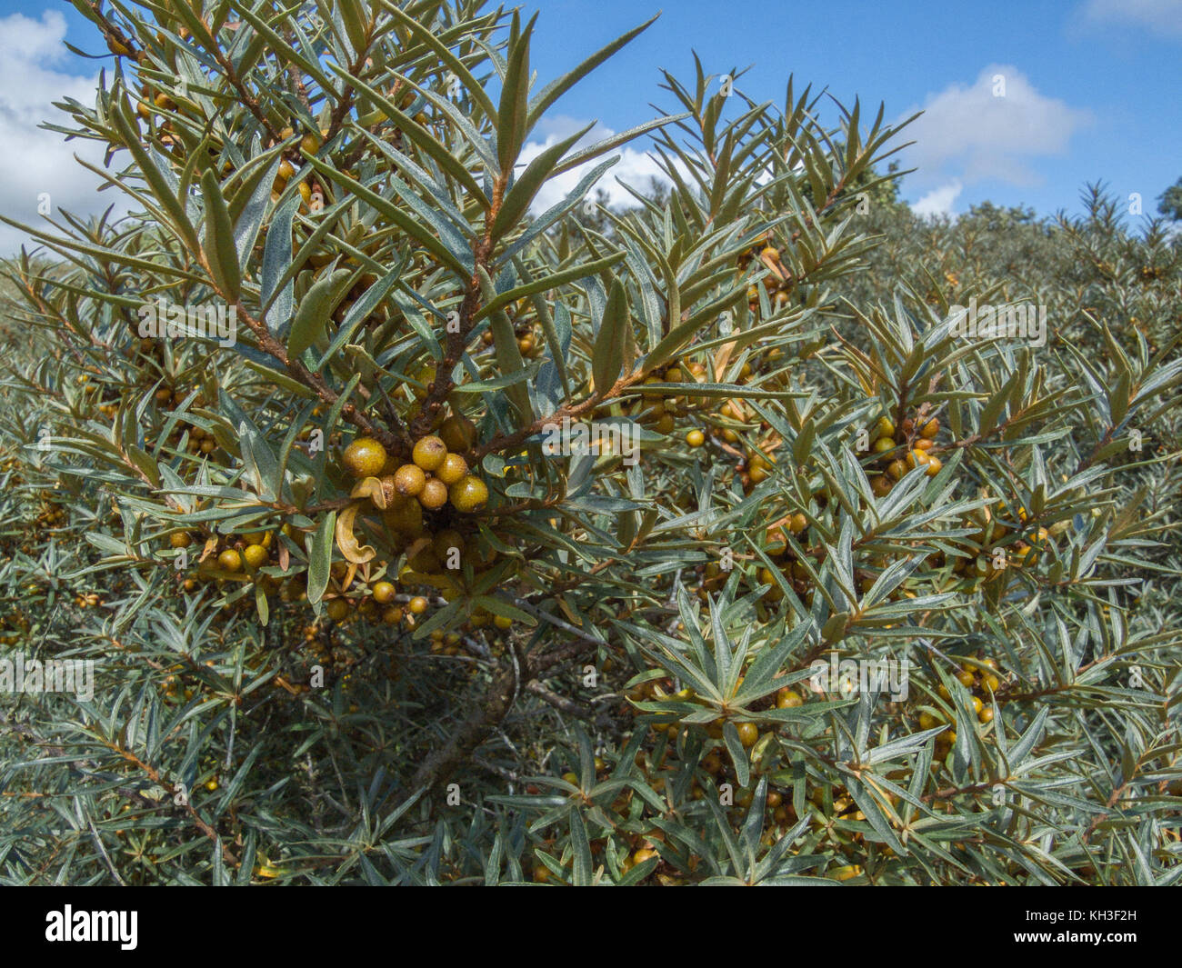 Orange-yellow berries of the Sea Buckthorn / Hippophae rhamnoides ...