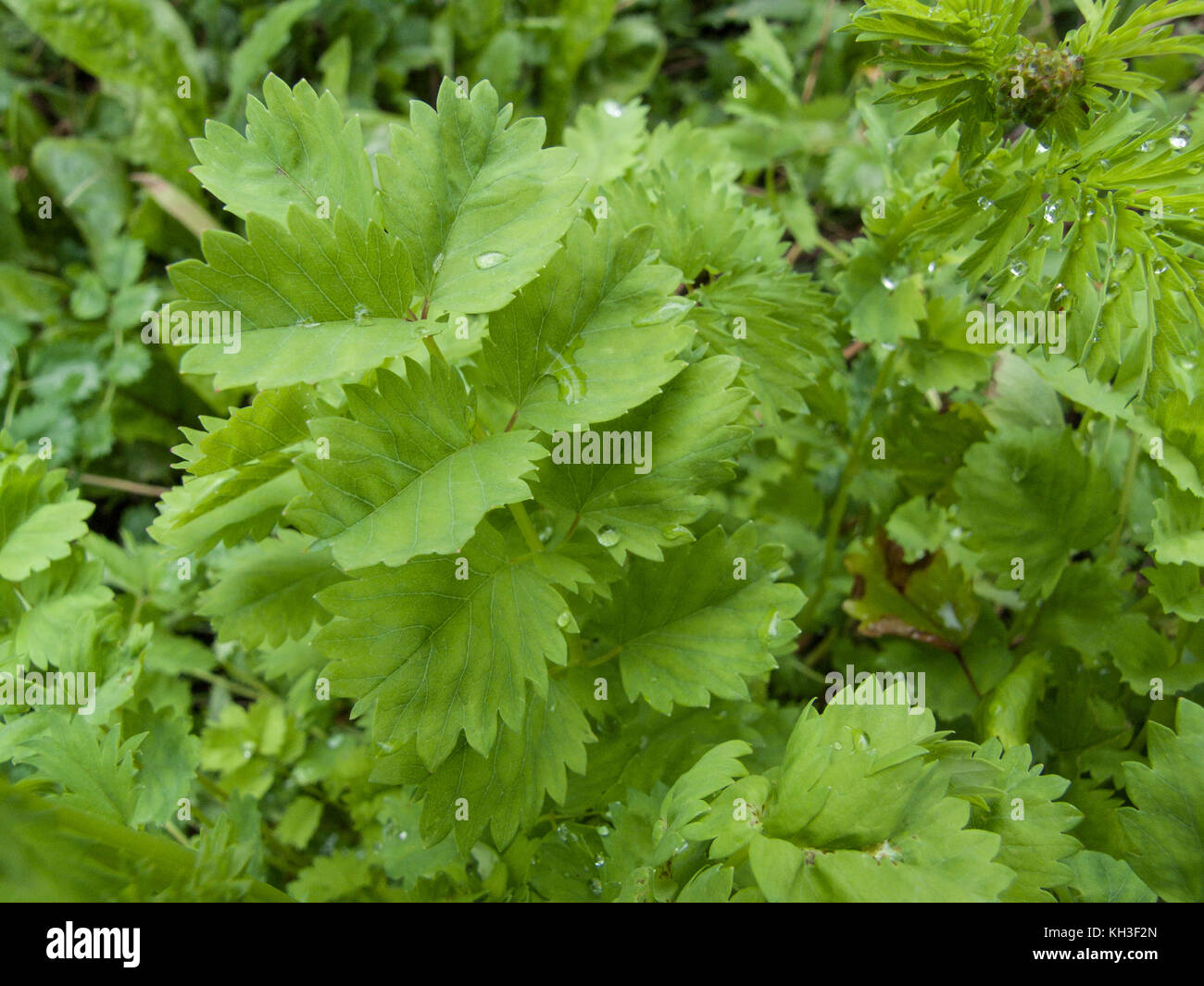 Young-ish leaves of Salad Burnet / Sanguisorba minor which have the ...