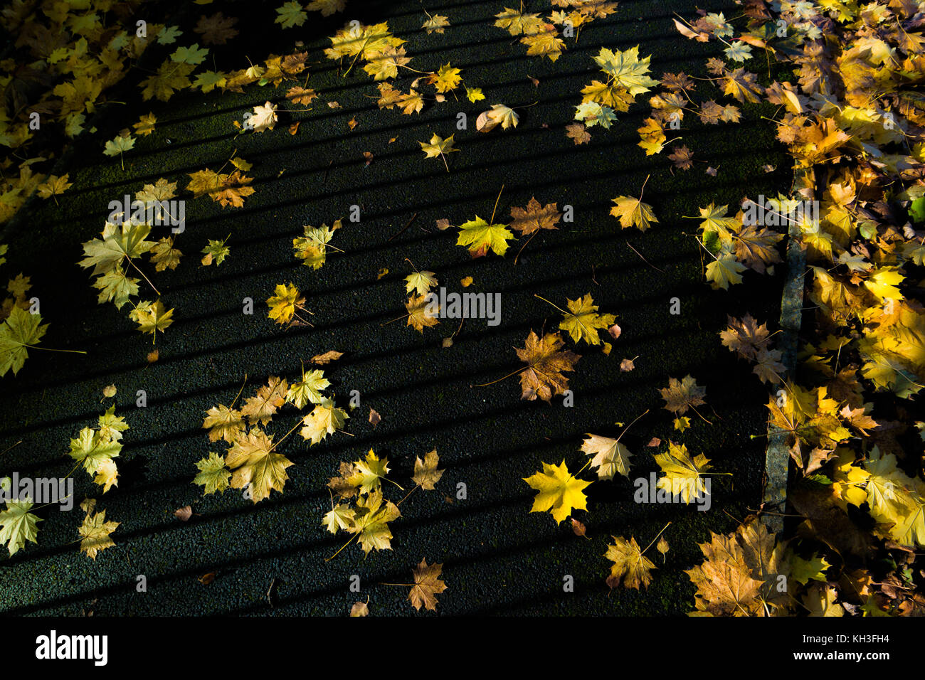 Fallen leaves on a path with shadows Stock Photo - Alamy