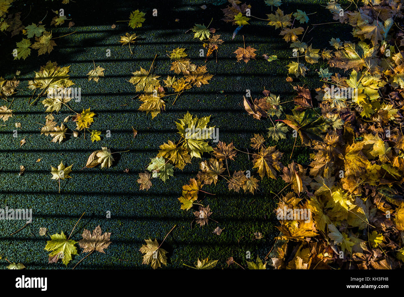 Fallen leaves on a path with shadows Stock Photo - Alamy