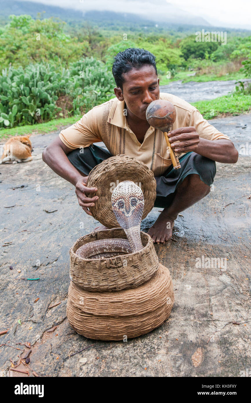 Sri lanka snake charmer hi-res stock photography and images - Alamy