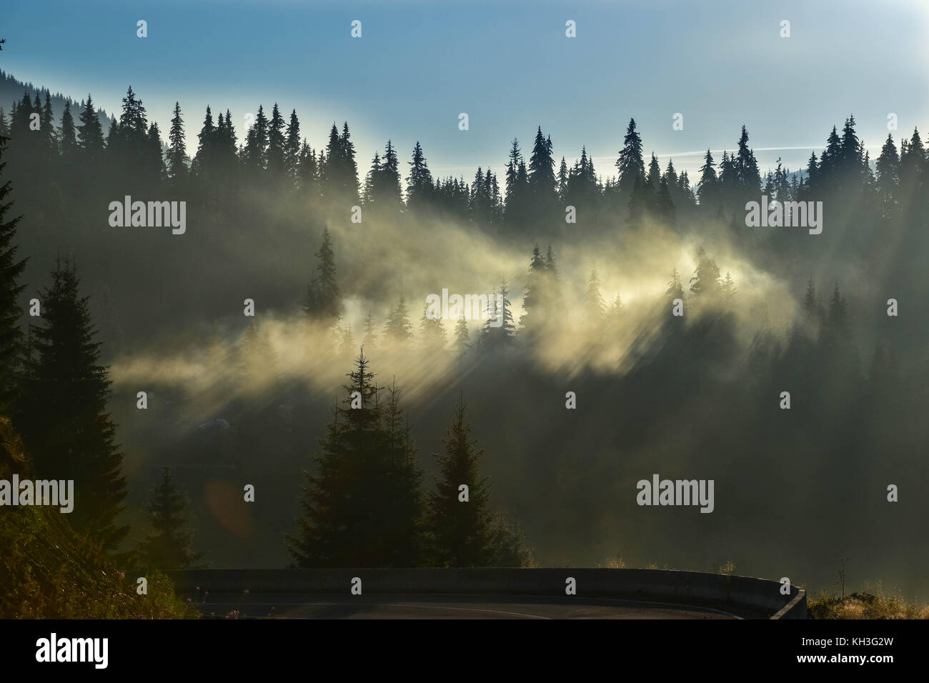 Early morning forest hi-res stock photography and images - Alamy