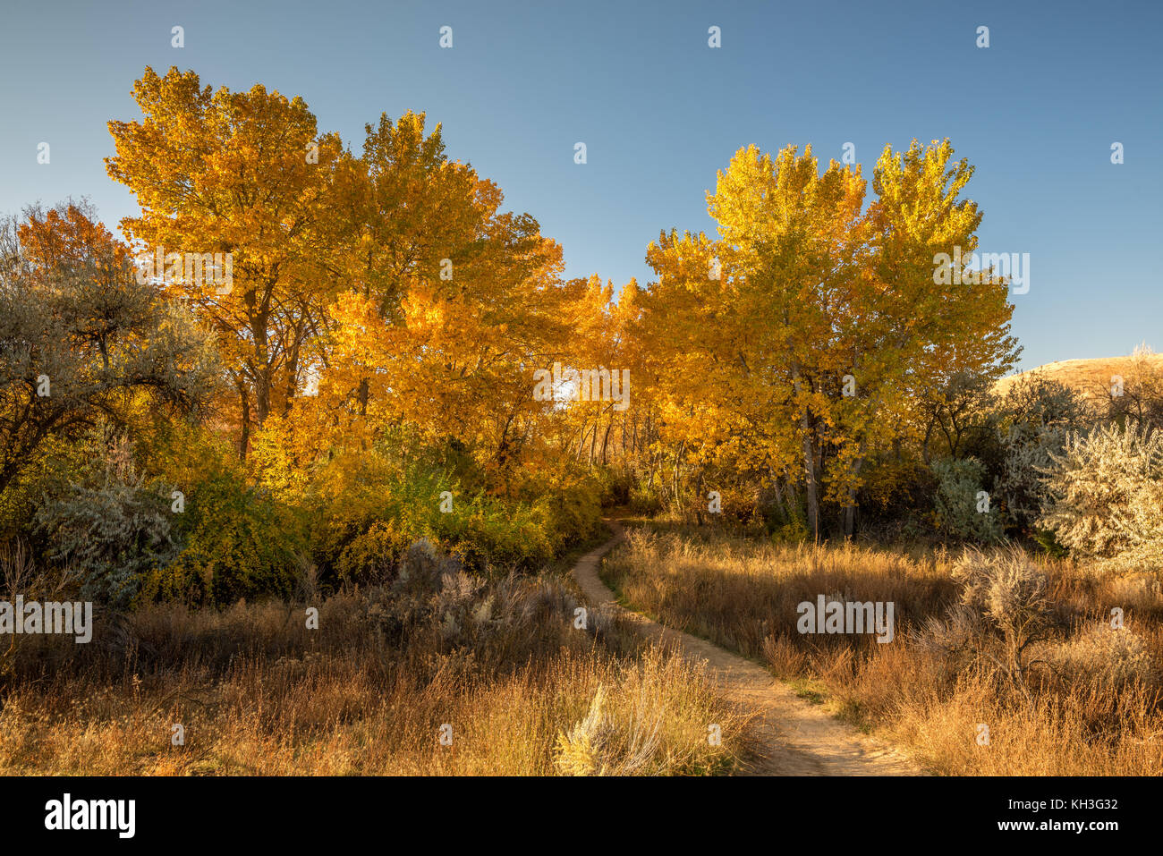 Fall forest with a dirt path leading into the trees Stock Photo - Alamy