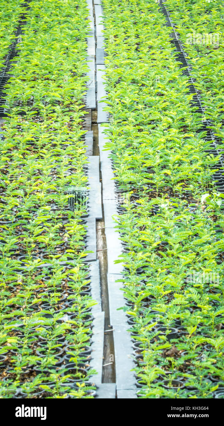 line of young plants/ seedlings in a nursery Stock Photo - Alamy