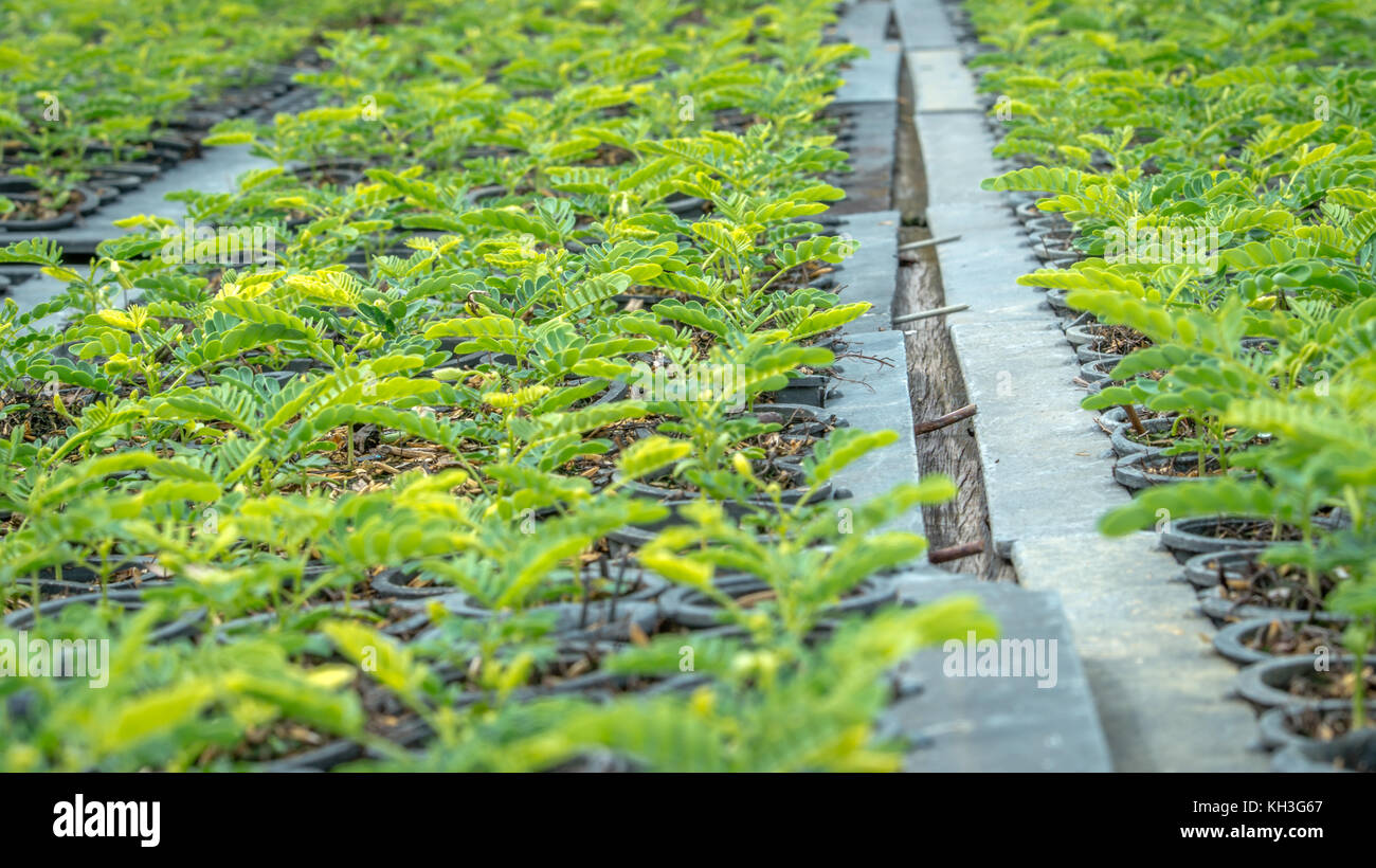 line of young plants/ seedlings in a nursery Stock Photo - Alamy