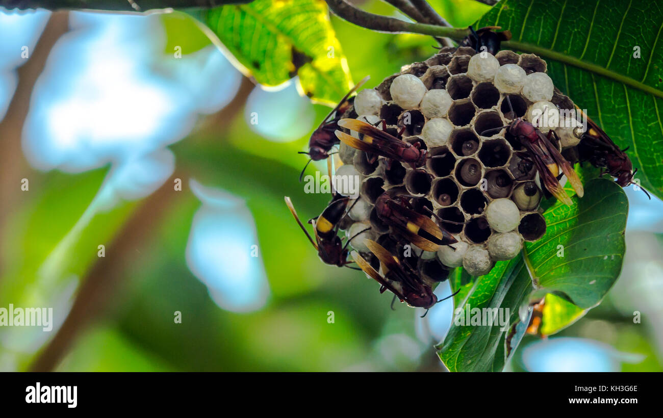 bee hive hanging on the tree Stock Photo - Alamy