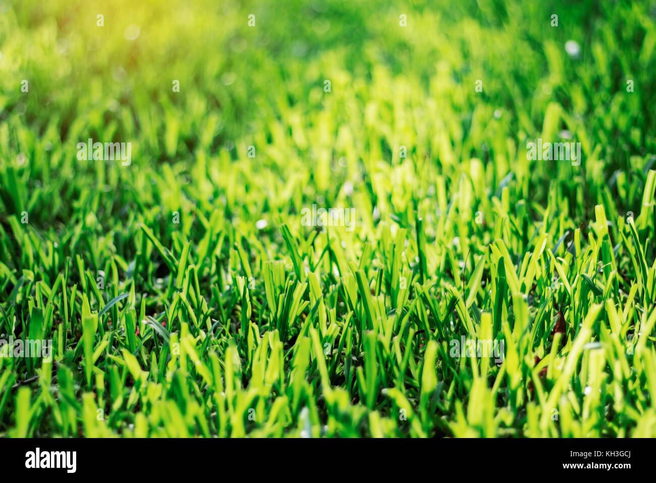 Growing grass with sunshine in the evening Stock Photo - Alamy