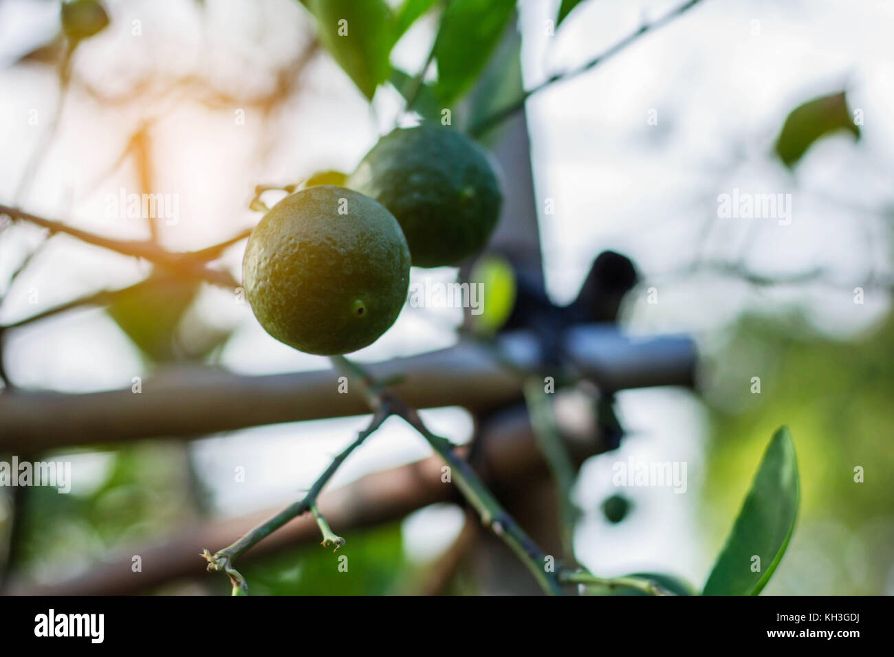 Lemon on tree with sunlight in the evening Stock Photo - Alamy