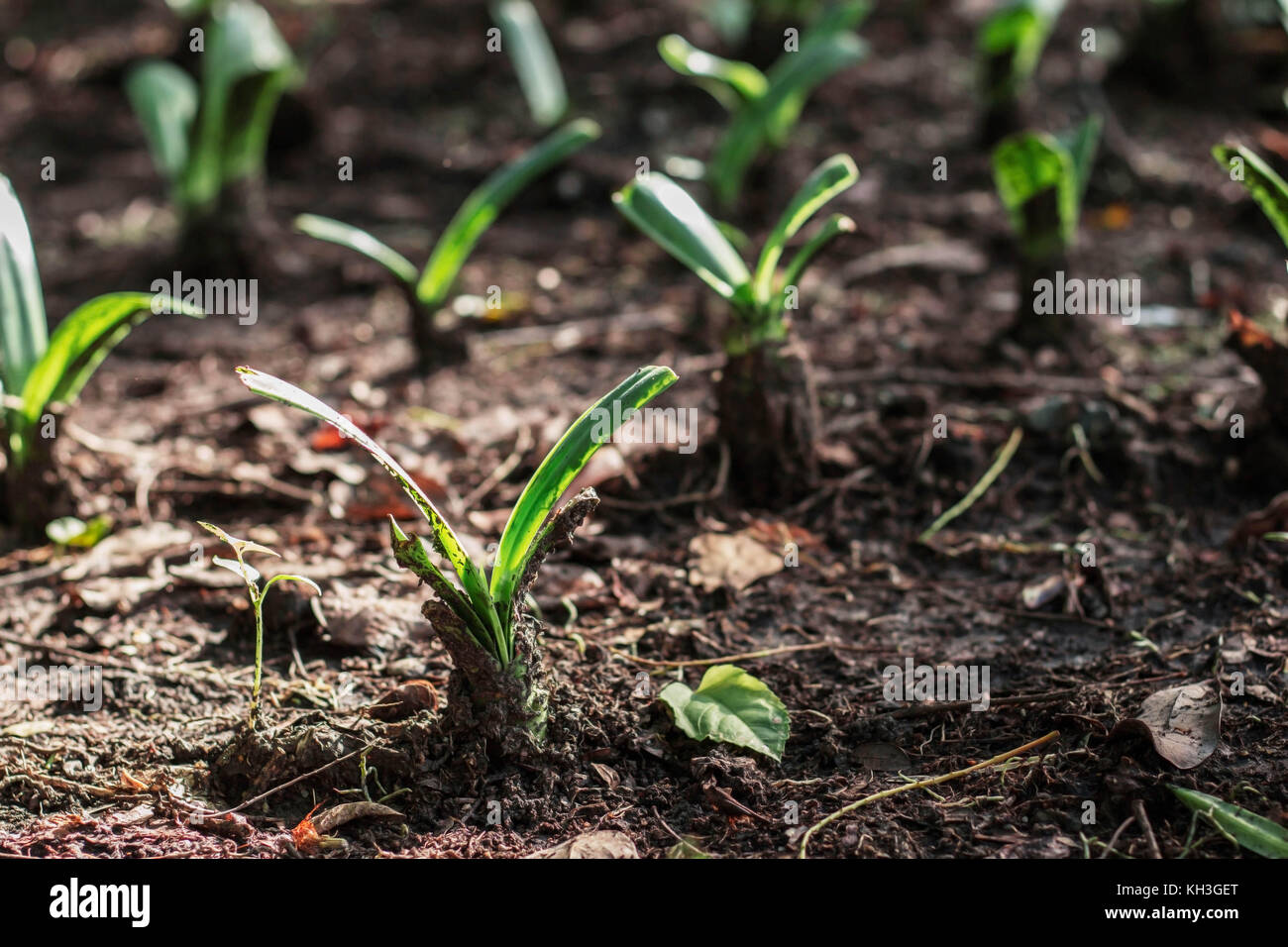 Ornamental plant growing on plots in the garden Stock Photo - Alamy